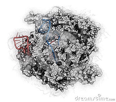 CRISPR-CAS9 Gene Editing Complex From Streptococcus Pyogenes. The Cas9 ...