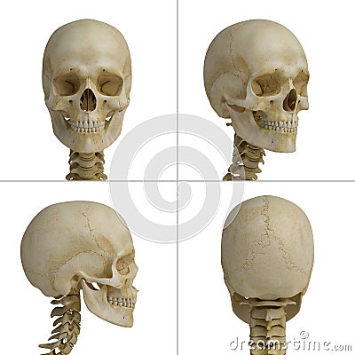 Cráneo Fotos de archivo - Imagen: 20797673