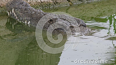 Crocodile Half Submerged in a Riverside of a River Stock Video - Video ...