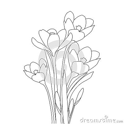 Crocus Flower Coloring Page And With Saffron Flower Hand Drawn Line Art ...
