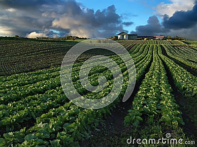 Crops Stock Images - Image: 8774