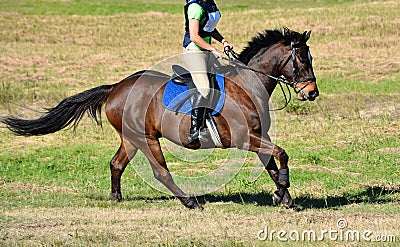 Cross Country Horse Riding Stock Photos - Image: 33077473