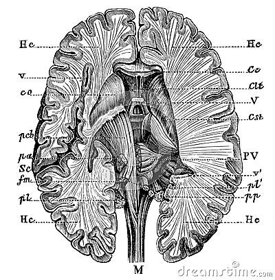 Cross Section Of The Brain Of Human. Royalty-Free Stock Photography ...