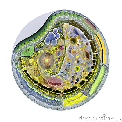 Cross Section Through A Cell With Two-Membrane Cell Wall Of Gram ...