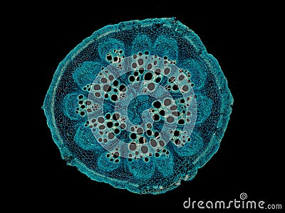 Cross Section Cut Of A Plant Stem Under Microscope Royalty-Free Stock ...