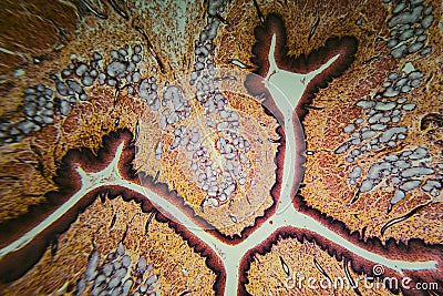 Cross Section Esophagus Dog Stock Photo | CartoonDealer.com #141885162