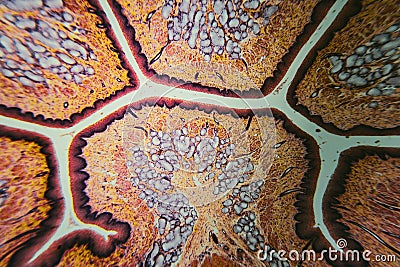 Cross Section Esophagus Dog Royalty-Free Stock Photo | CartoonDealer ...