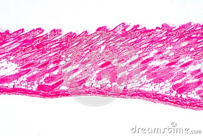 Cross Section Human Skin Tissue Under Microscope View Royalty-Free ...