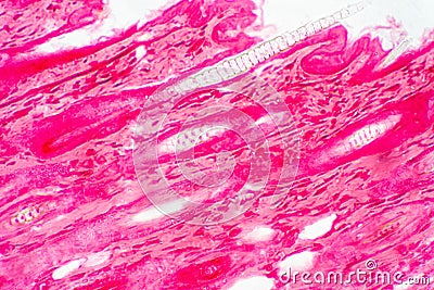 Cross Section Human Skin Tissue Under Microscope View Stock Photography ...