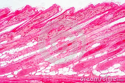 Cross Section Human Skin Tissue Under Microscope View Stock Photography ...