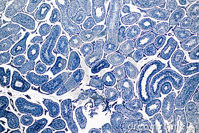 Cross Section Human Testis Under Microscope View. Royalty-Free Stock ...