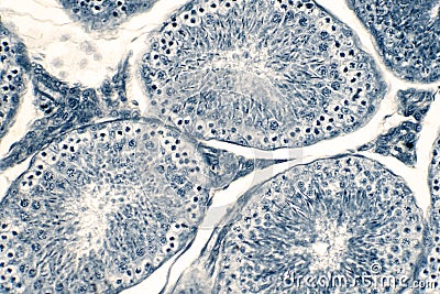 Cross Section Human Testis Under Microscope View Royalty-Free Stock ...