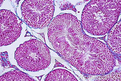 Cross Section Human Testis Under Microscope View For Education H Stock ...