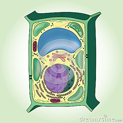 Cross-section Of Plant Cell On Green Background, Structure Vector ...