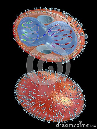Cross Section Of A Smallpox Pathogen With Cell Membrane, Nucleocapsid ...