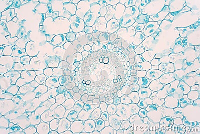 Cross Sections Of Plant Root Under Microscope View Royalty-Free Stock ...