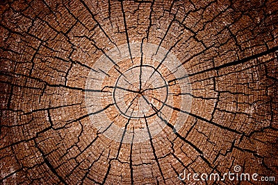 Crosscut Log Radial Pattern Royalty Free Stock Photography - Image: 3635317