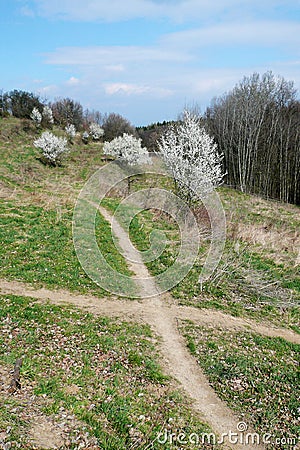 Crossroads Pathways Between Flowering Shrubs Royalty-Free Stock ...
