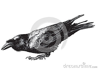 Crouching Raven Vector Illustration | CartoonDealer.com #23447604