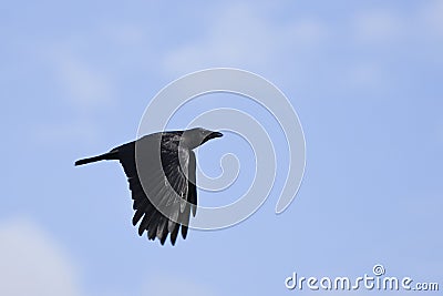 Crow In Flight Stock Image - Image: 16848381