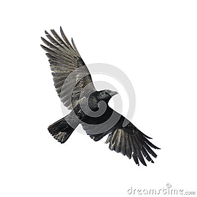 Crow With Wide-spread Wings Royalty Free Stock Images - Image: 35249149