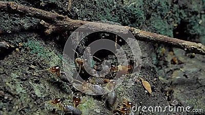 Termites in Tropical Rain Forest. Stock Footage - Video of ecology ...