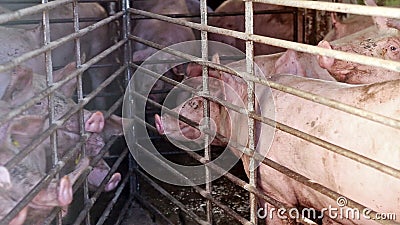 Crowded pigs on meat farm stock video. Video of pink - 87280475