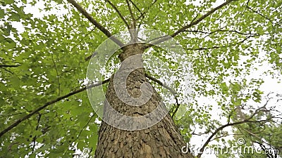 Crown Maple Bottom View, Large Maple Bottom View, Maple Tree with Wide ...
