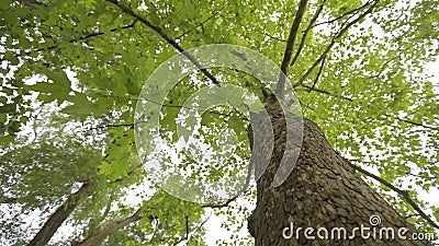 Crown Maple Bottom View, Large Maple Bottom View, Maple Tree with Wide ...