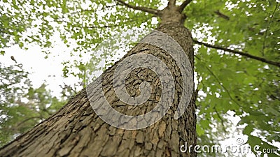 Crown of the Tree Bottom View, Large Tree with Forked Branches, Old ...
