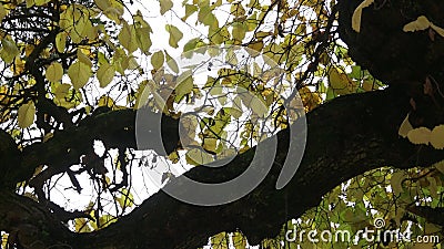 Crown of Tree with Curved Branches Stock Footage - Video of outdoor ...