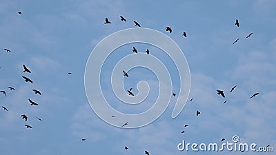 Crows Flying through the Blue Sky Slow Motion Stock Footage - Video of ...