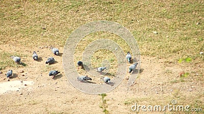 Crows Pecking with Group of Pigeons Pecking in the Grass Ground Stock ...