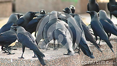 Crows sitting in park stock video. Video of park, wild - 180563423