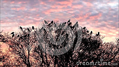 Crows on Tree in the Dusk Flying Away Stock Footage - Video of heaven ...