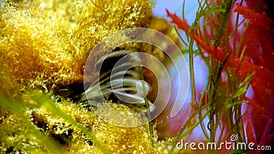 Crustacean Balanus Sp. Catches Plankton among Algae, Black Sea Stock ...