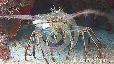 Crustaceans with Long Legs Surrounded by Fish Stock Footage - Video of ...