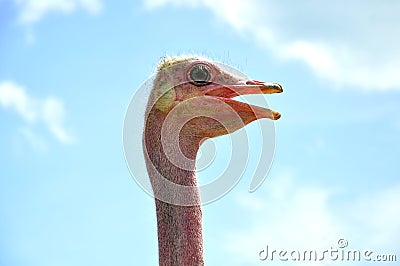 Crying Ostrich Photos - Free & Royalty-Free Stock Photos from Dreamstime