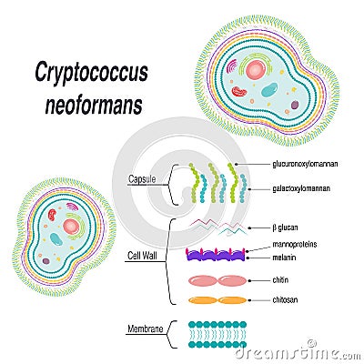 Cryptococcus Neoformans Membrane, Cell Wall, And Capsule Diagram ...