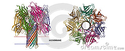 Crystal Structure Of Alpha-hemolysin Royalty-Free Stock Photography ...