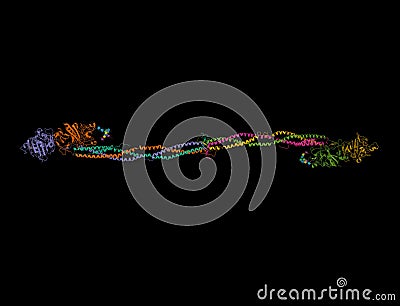 Crystal Structure Of Human Fibrinogen, 3D Cartoon Model Royalty-Free ...