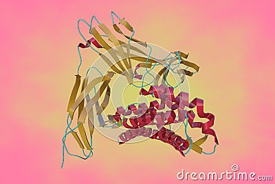 Crystal Structure Of Human Interleukin-5 In Complex With Its Receptor ...