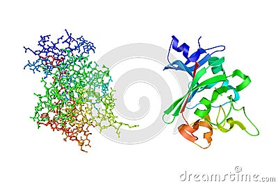 Crystal Structure And Molecular Model Of The Fibrinogen-like Domain Of ...