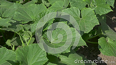 Cucumber field stock footage. Video of hill, plant, stone - 98508242