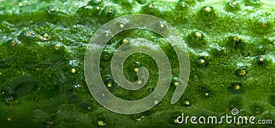 Cucumber Skin Royalty Free Stock Photography - Image: 2640287