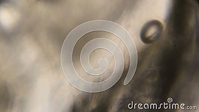 Cucumber Under the Microscope Stock Video - Video of background ...