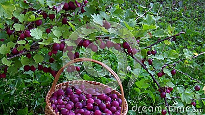 Cueillette De Groseille à Maquereau Banque De Vidéos - Vidéo du ...