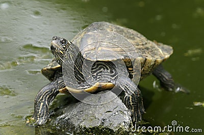 Cumberland Slider, Trachemys Scripta Troostii Royalty Free Stock Photo ...