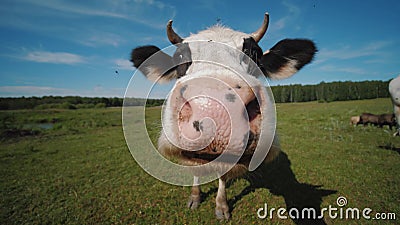 Curious Black and White Cow Sniffing Camera on Green Meadow Stock ...