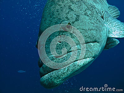 Curious Giant Potato Fish At Great Barrier Reef Stock Images - Image ...